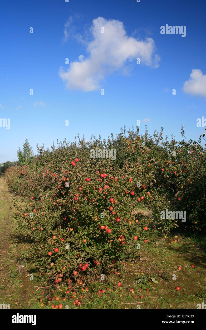 English Red Eider Apple Orchard Trees Wisbech Town Fenland ...