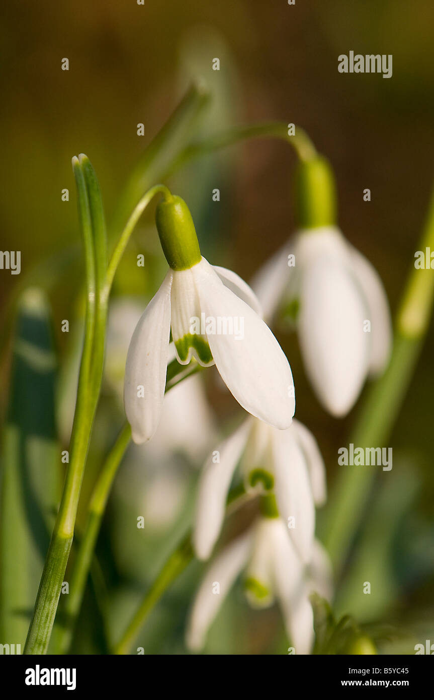Pretty snowdrop plants hi-res stock photography and images - Alamy