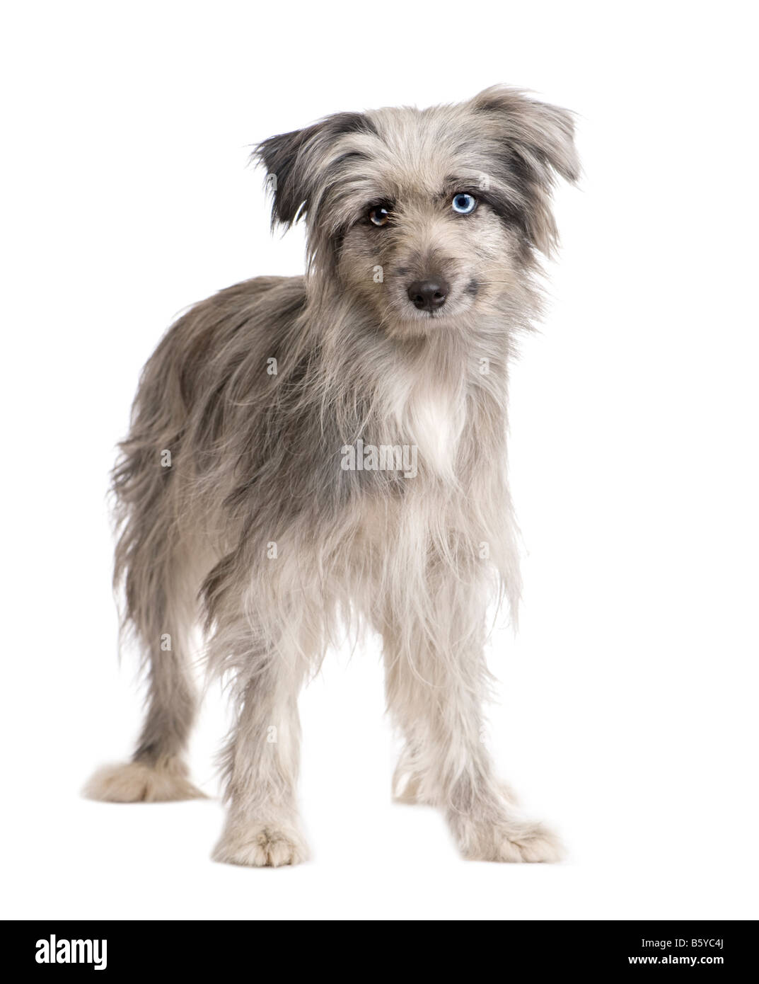 Are Pyrenean Shepherd Good With Kids