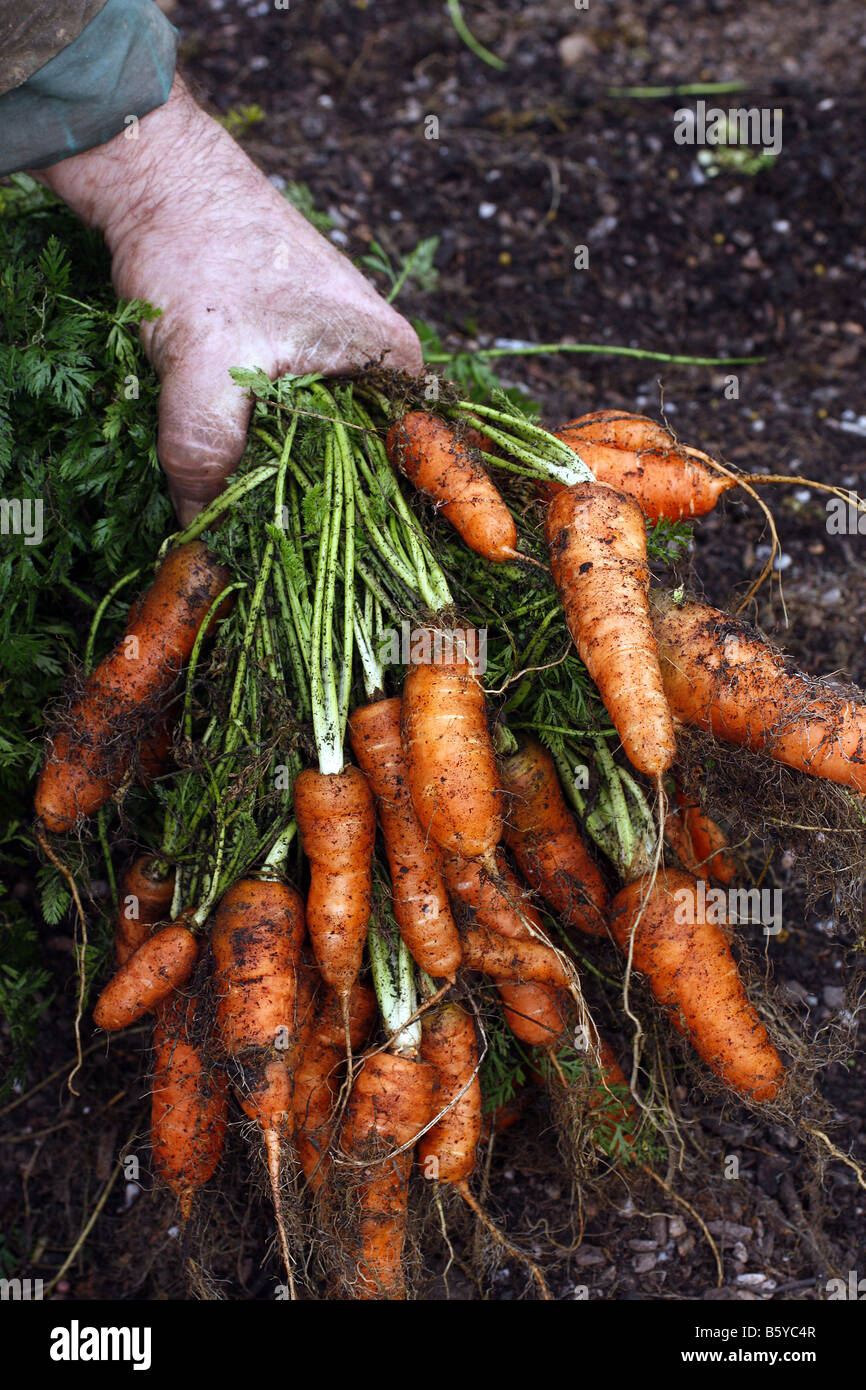 Carrot long red surrey crop hi-res stock photography and images - Alamy
