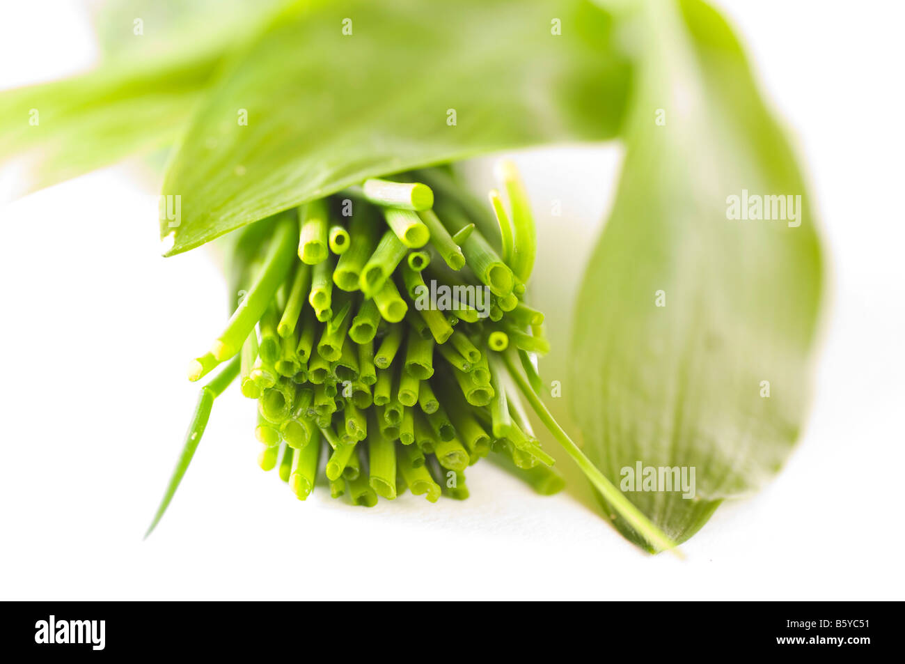 Cooking chives hi-res stock photography and images - Alamy