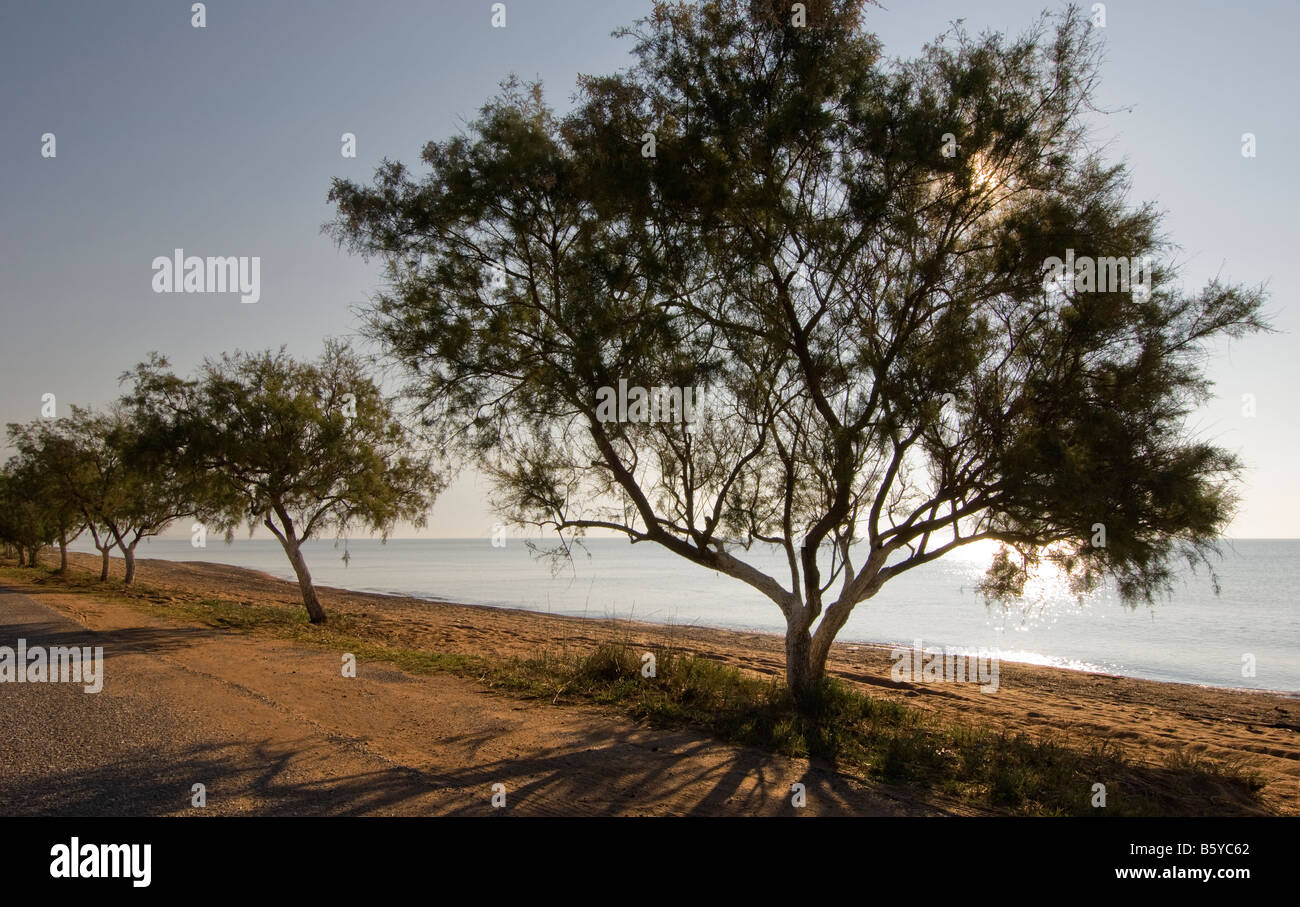 Trees by the beach Stock Photo - Alamy
