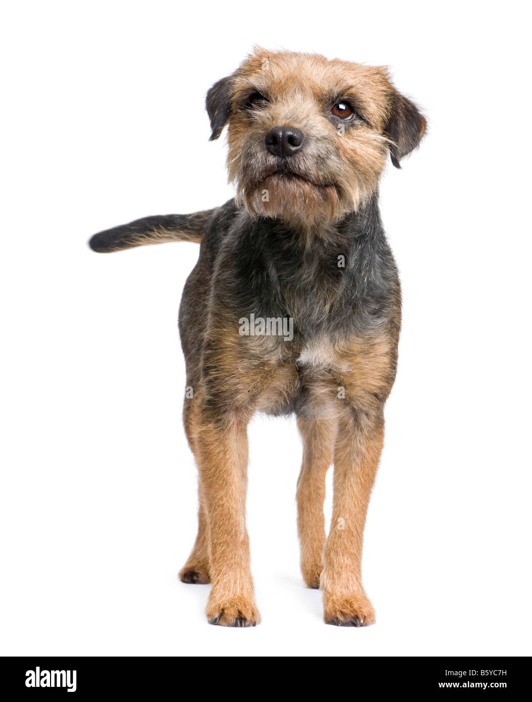 Border terrier in front of a white background Stock Photo - Alamy