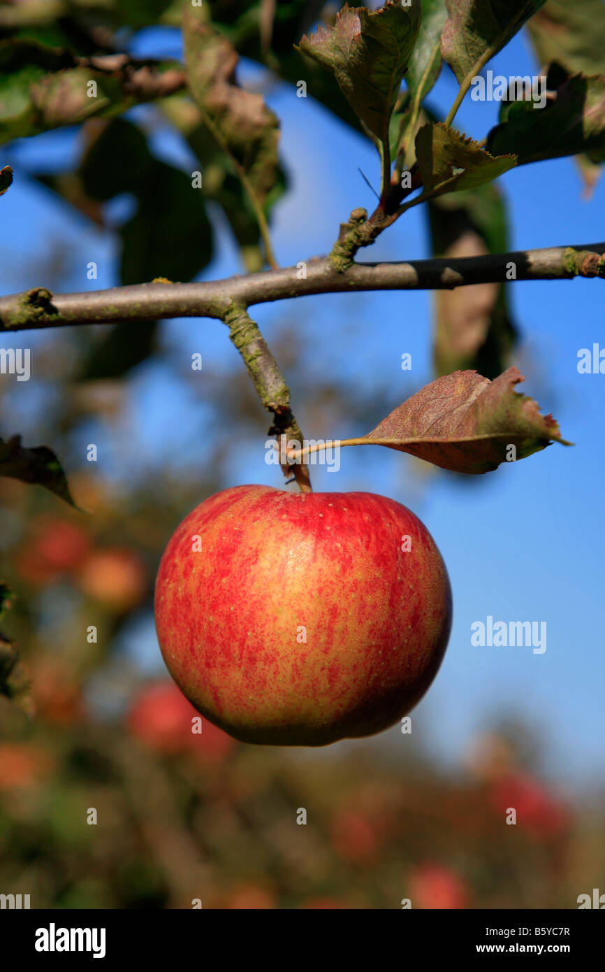 English Red Eider Apple Orchard Trees Wisbech Town Fenland ...