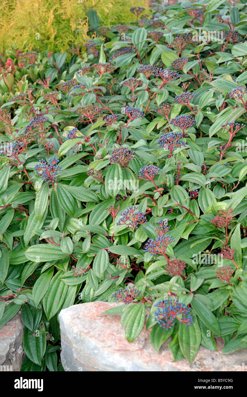 VIBURNUM DAVIDII AGM Stock Photo - Alamy
