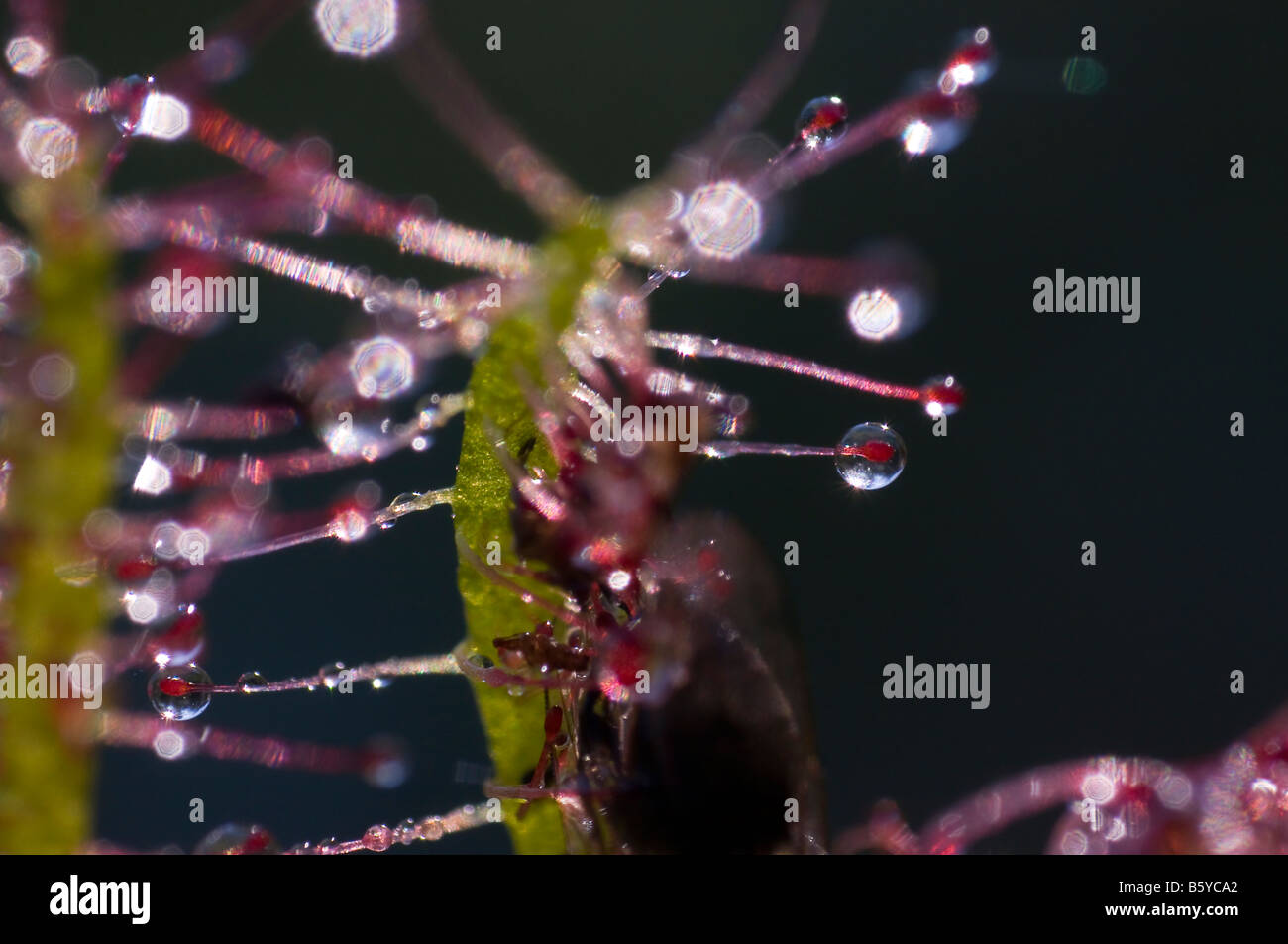Water sundew hi-res stock photography and images - Alamy