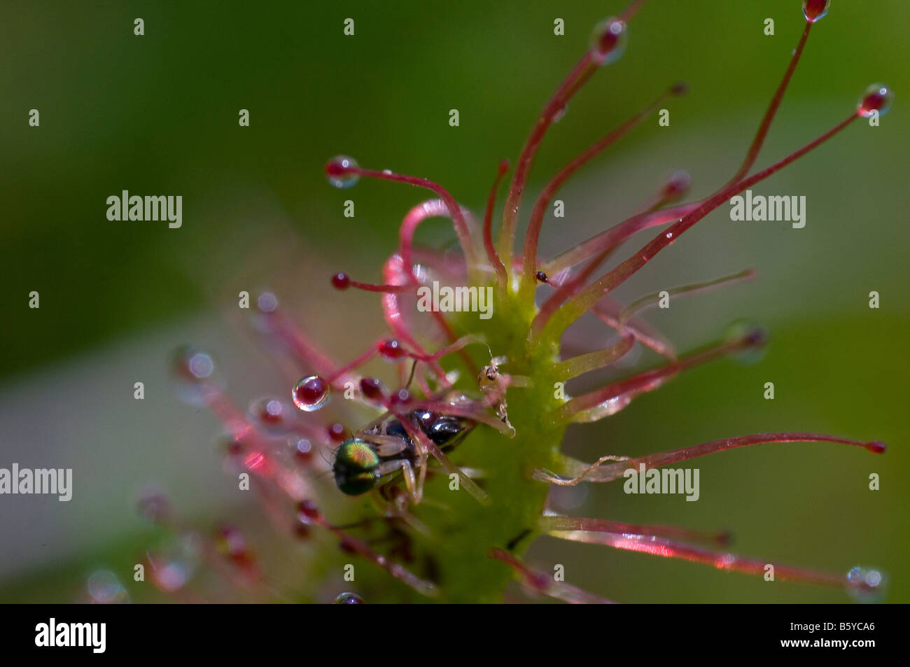 Water sundew hi-res stock photography and images - Alamy