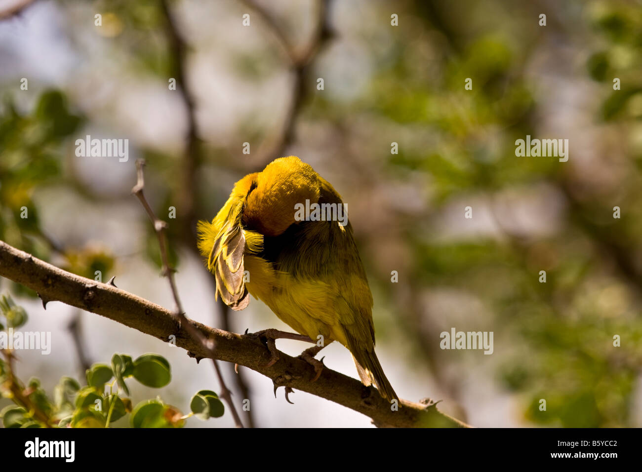 Preening bird hi-res stock photography and images - Alamy
