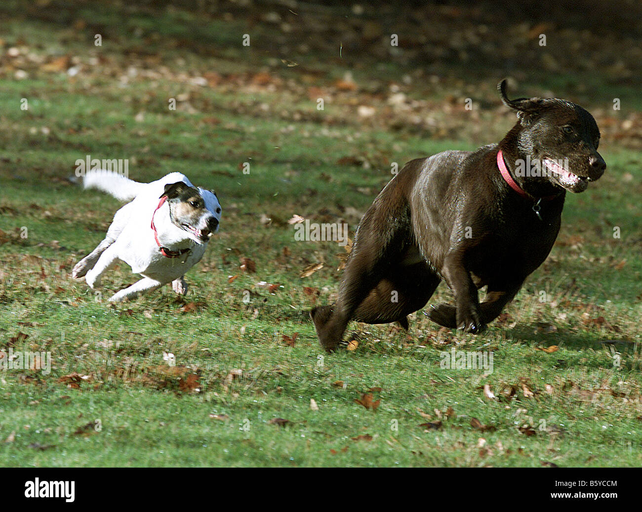 Jack Russell and a Black Labrador racing each other in a field ...