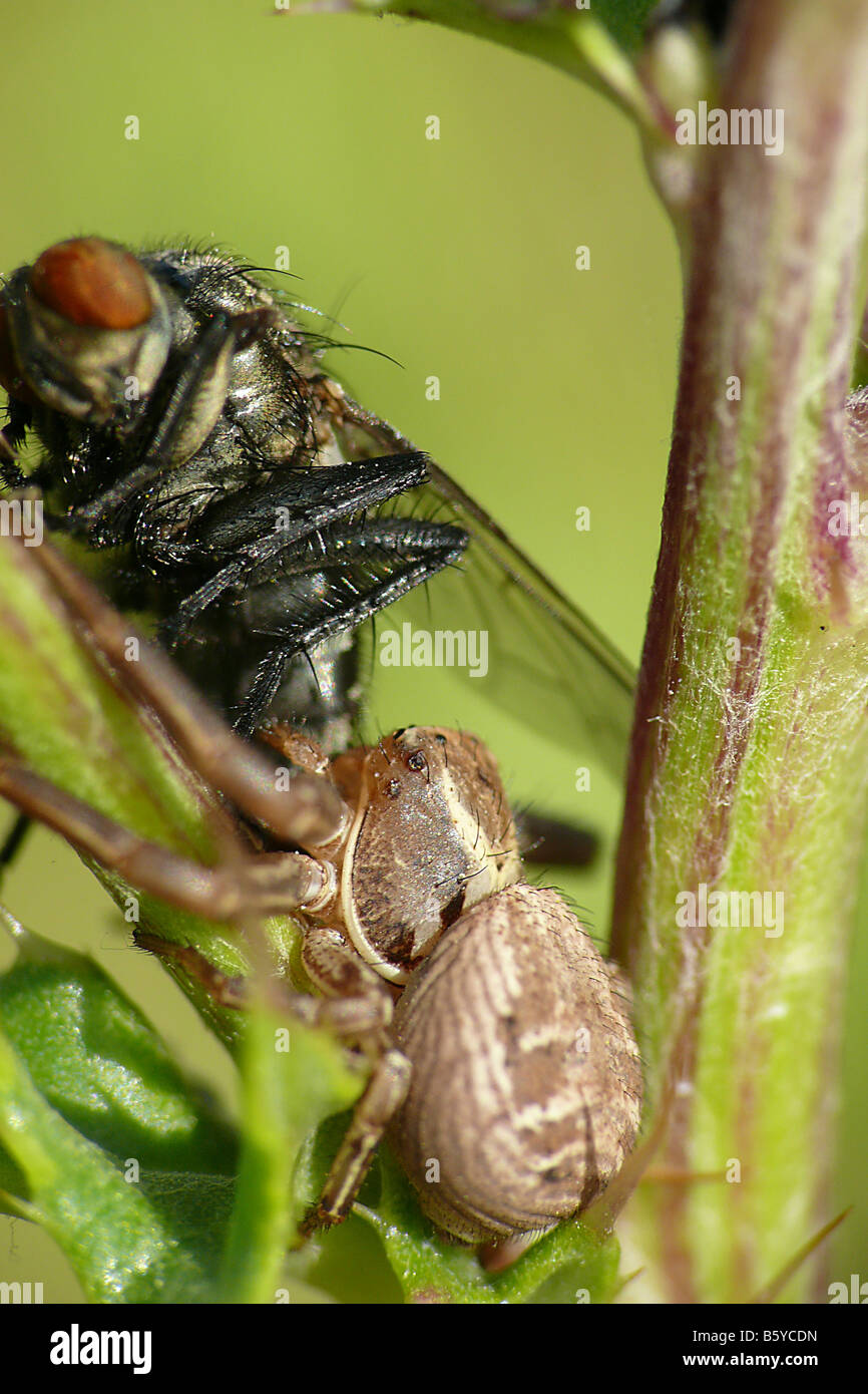 Crab spider with prey Stock Photo - Alamy