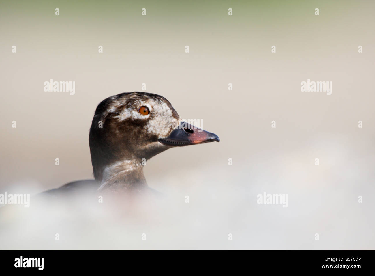 Long tailed duck sea hi-res stock photography and images - Alamy
