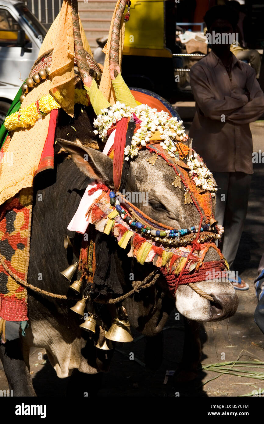 A cow is decorated for performances in the streets of Bangalore during ...