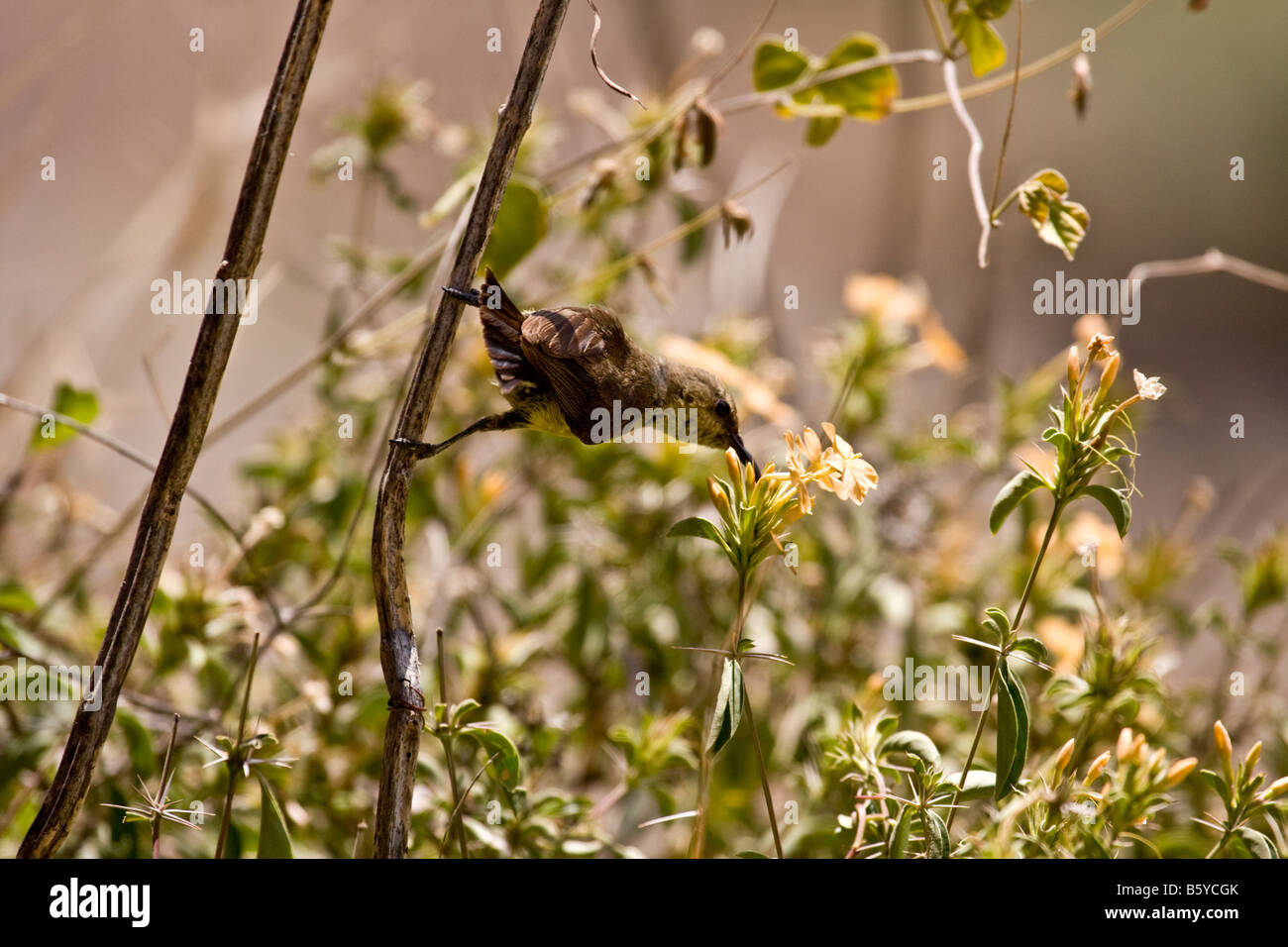 An african black sunbird eating nectar from a flower Stock Photo - Alamy