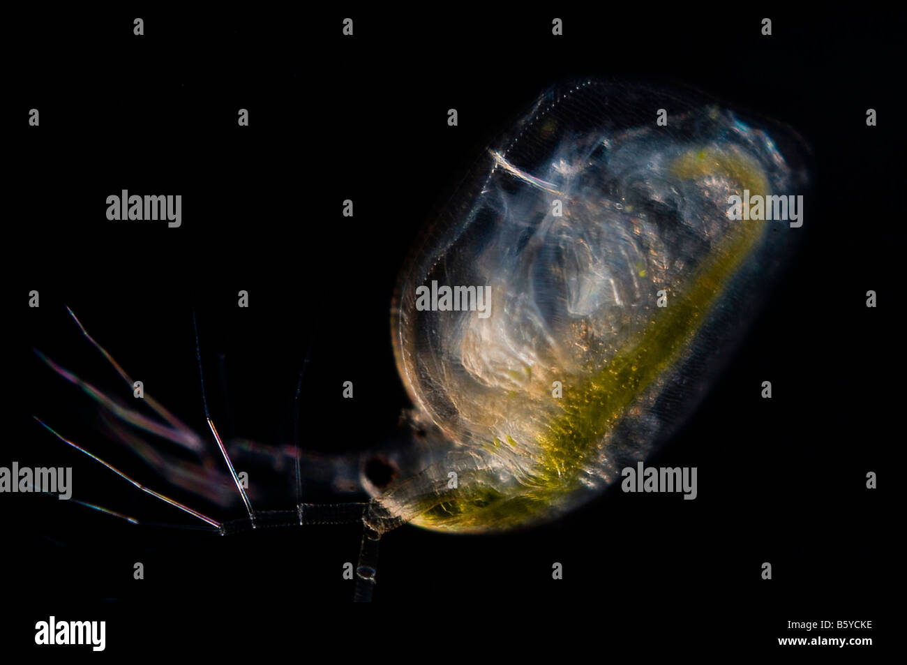 Water magnification hi-res stock photography and images - Alamy