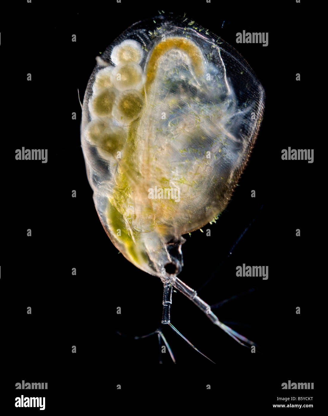 See water flea hi-res stock photography and images - Alamy