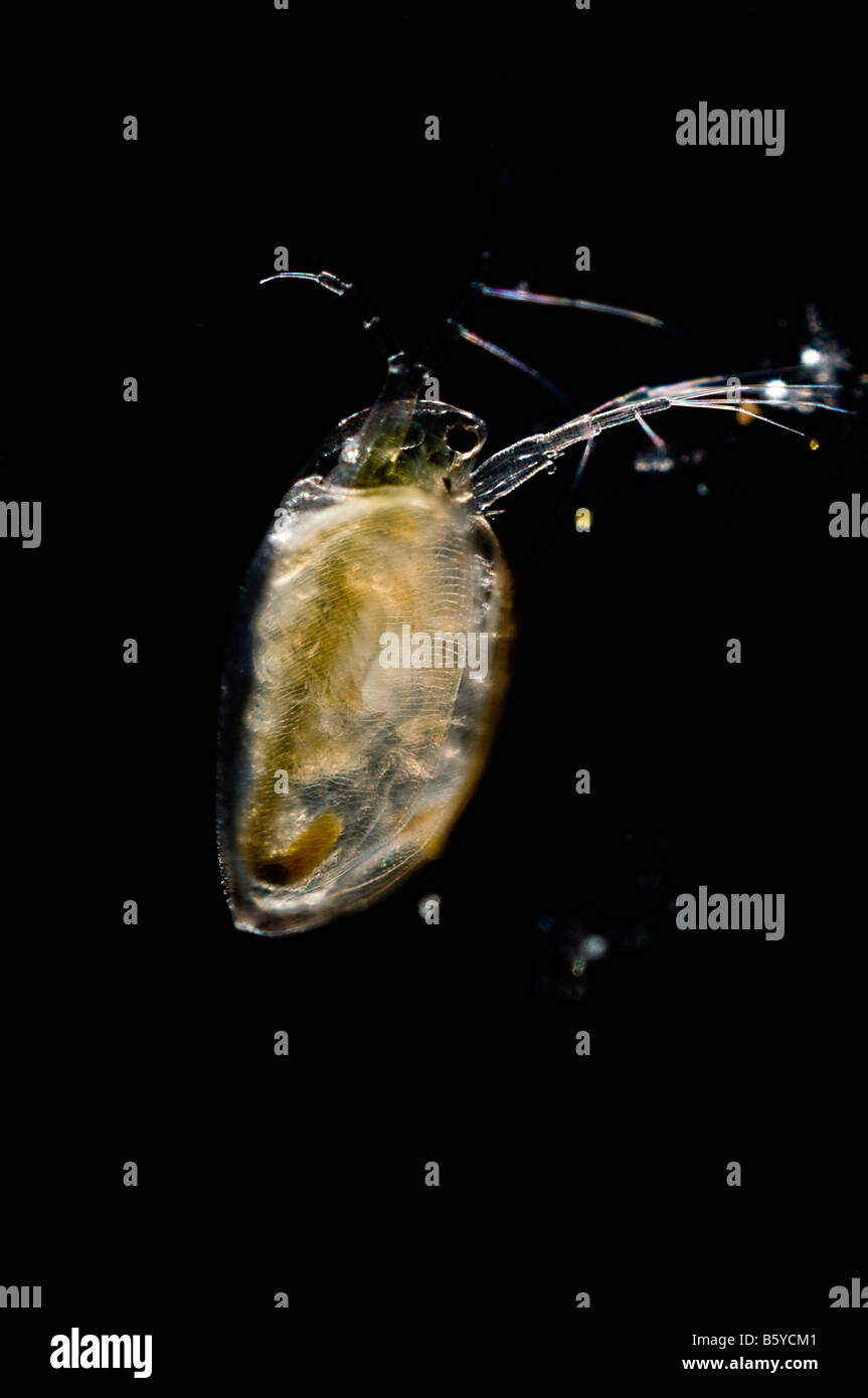 Flea macro hi-res stock photography and images - Alamy