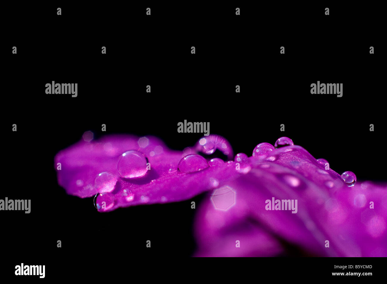Water drops in pink Stock Photo - Alamy