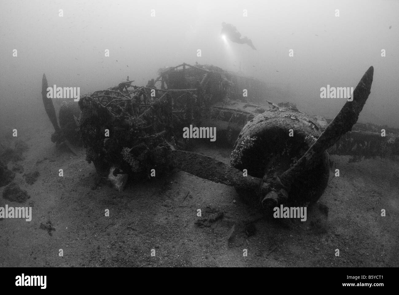 Cicogna hi-res stock photography and images - Alamy