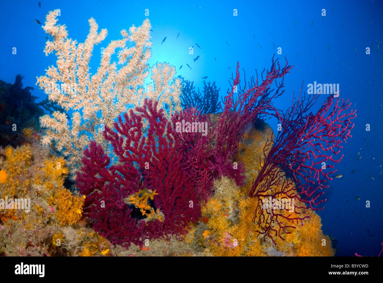 Gorgonian gorgonians hi-res stock photography and images - Alamy