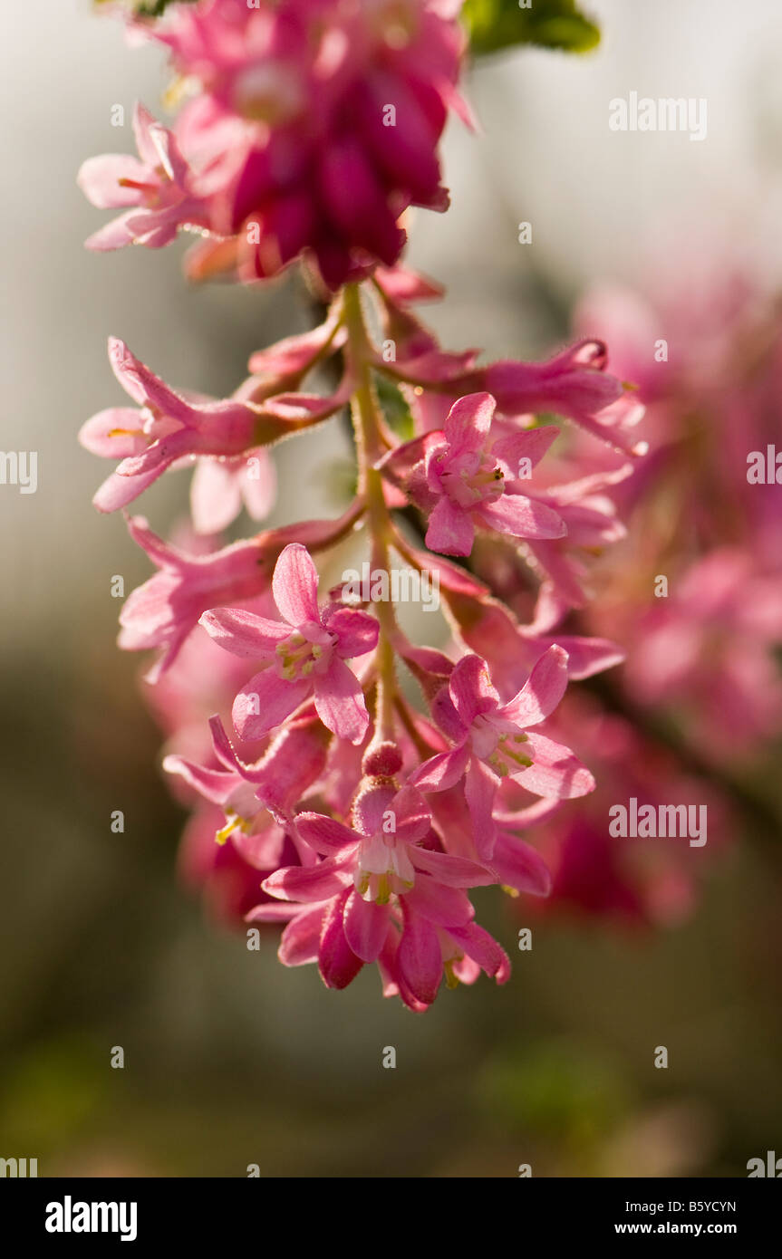 Blood spring hi-res stock photography and images - Alamy