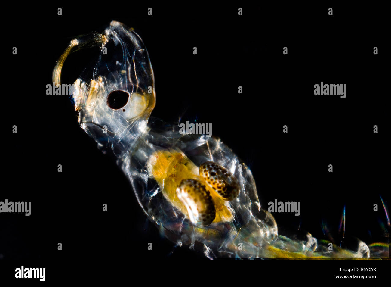 Chironomid High Resolution Stock Photography and Images - Alamy