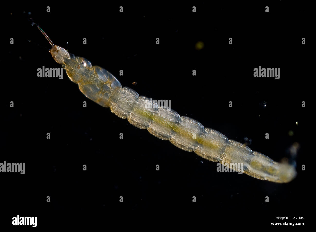 Diptera chironomidae macro hi-res stock photography and images - Alamy