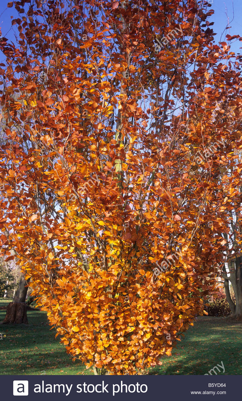 Fagus Sylvatica Dawyck Stock Photos & Fagus Sylvatica Dawyck Stock ...