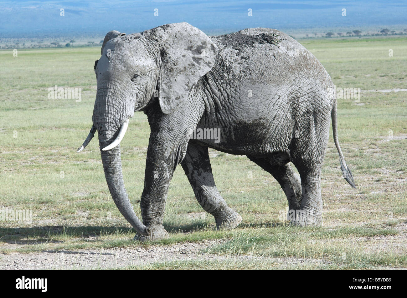 Elephant amboseli hi-res stock photography and images - Alamy