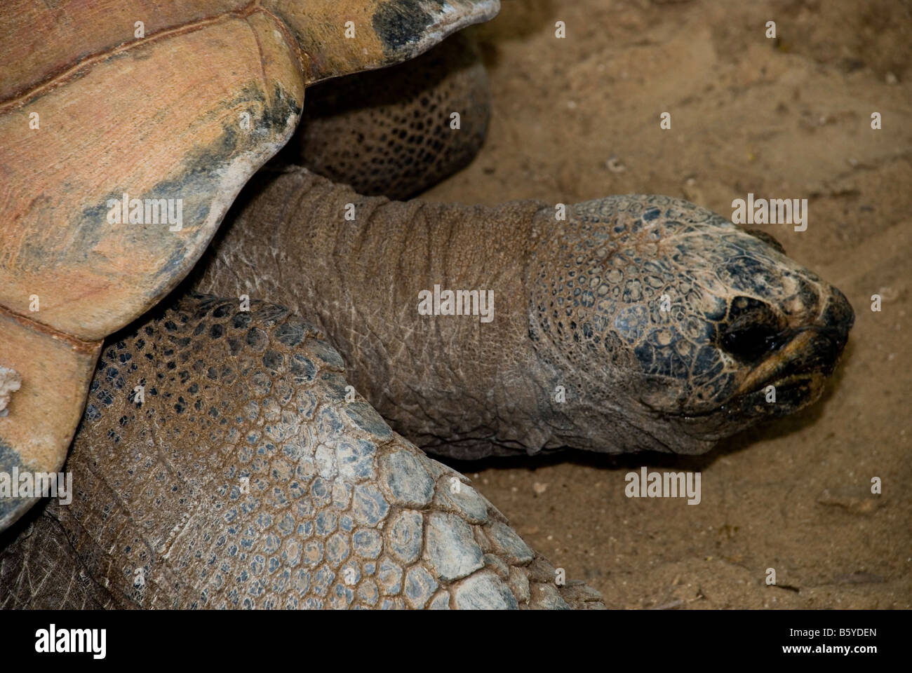 Close up of a large land tortoise Stock Photo - Alamy