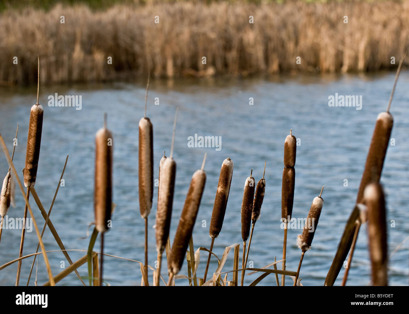 Typha Latifolia at the edge of a lake Stock Photo - Alamy