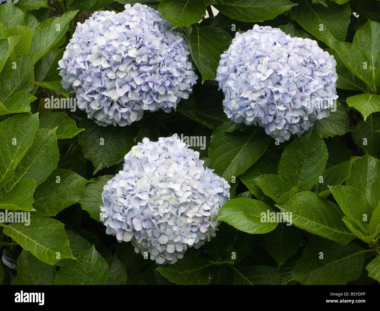 Hortensia azores hi-res stock photography and images - Alamy