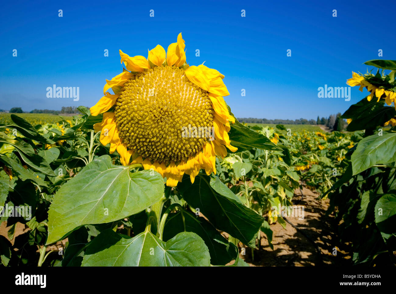 Blooming sunflower plant Stock Photo - Alamy