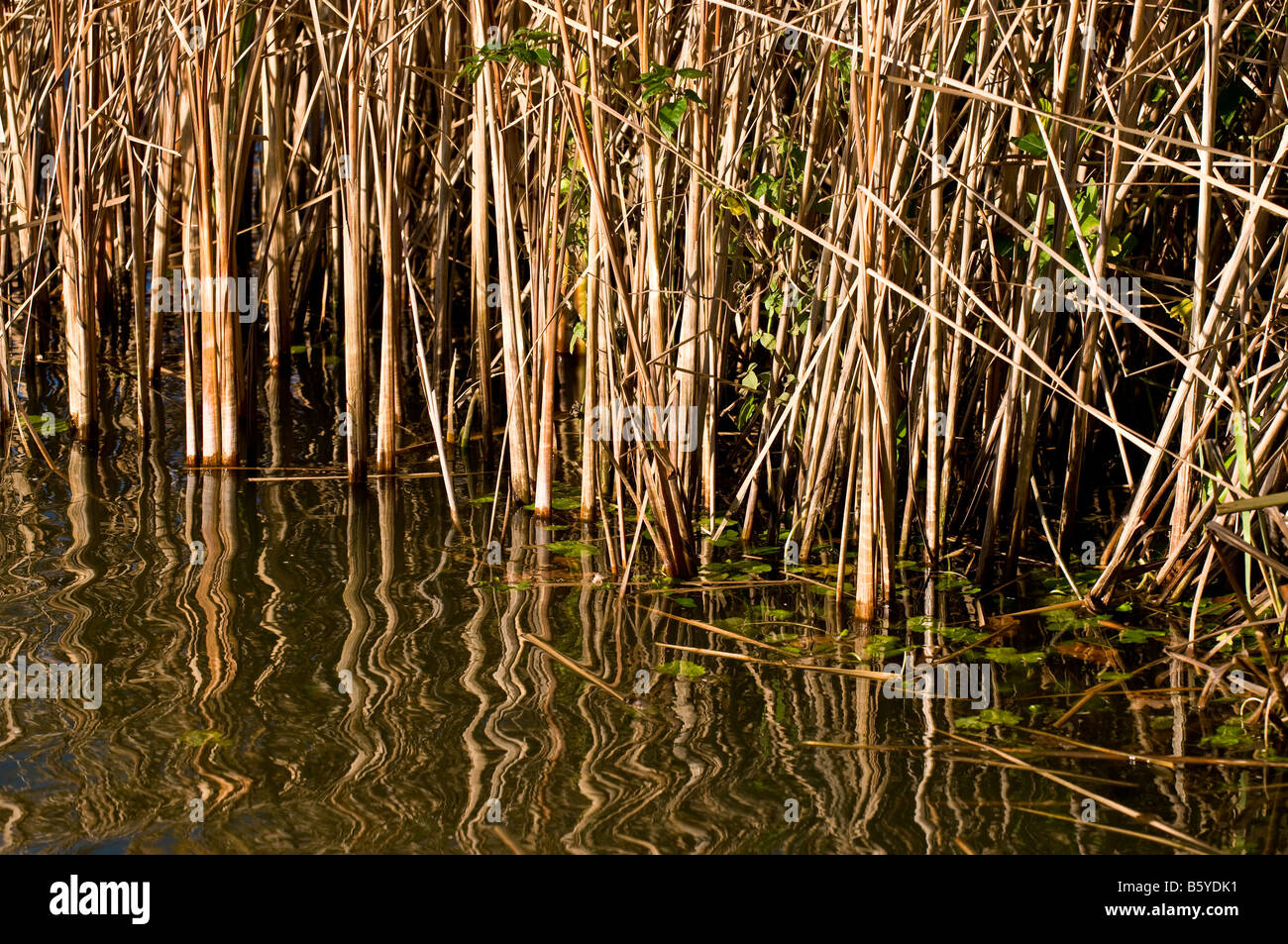 Typha latifolia hi-res stock photography and images - Alamy