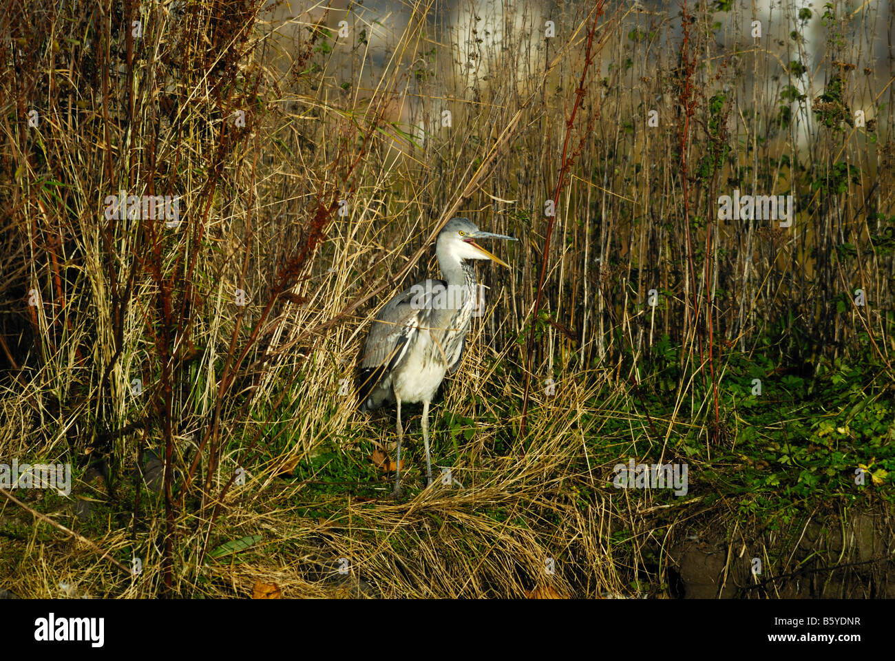 Grey Heron, Ardea cinerea, Tayport Pond, Fife, Scotland Stock Photo - Alamy