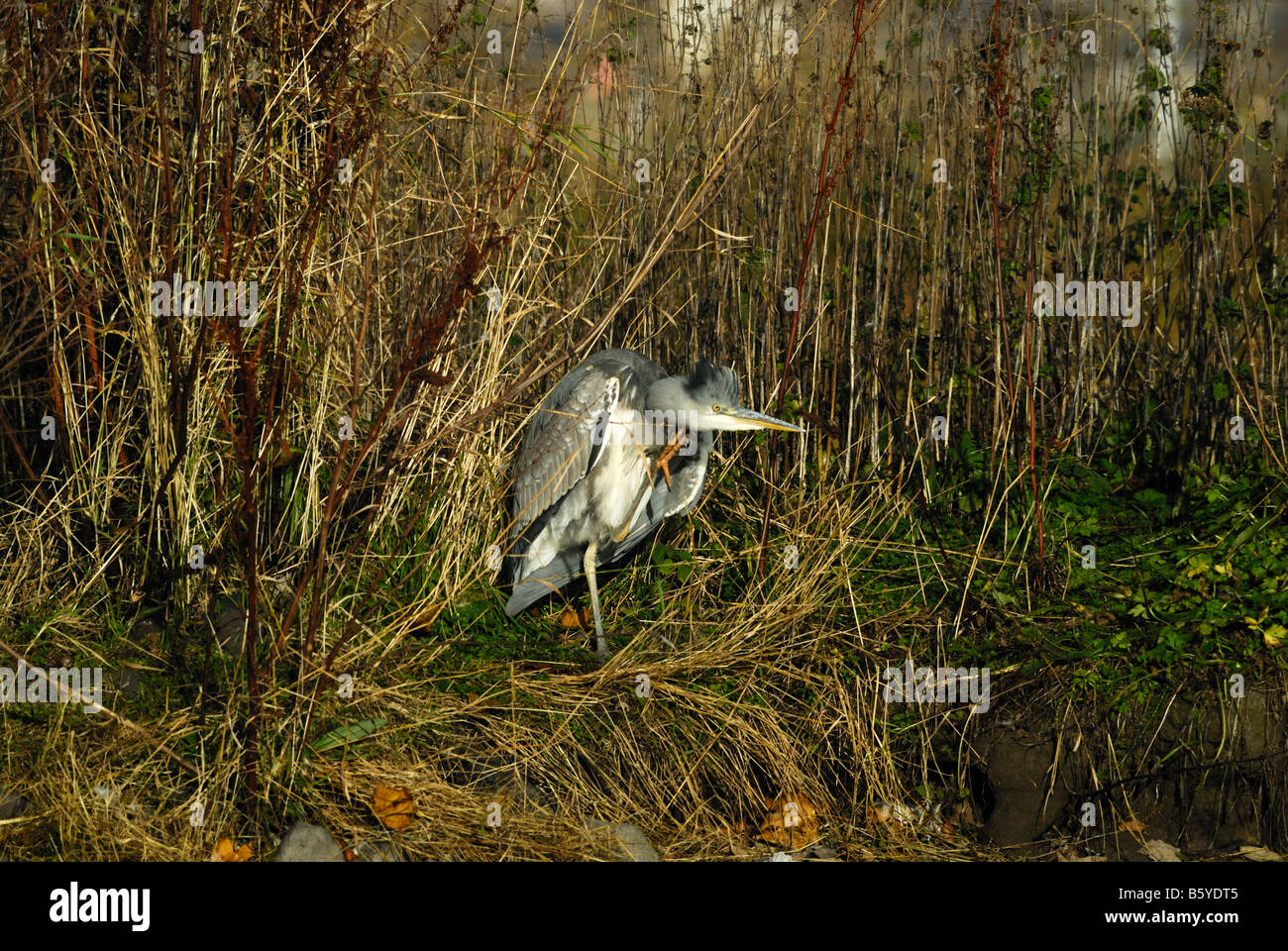 Grey heron scotland hi-res stock photography and images - Alamy
