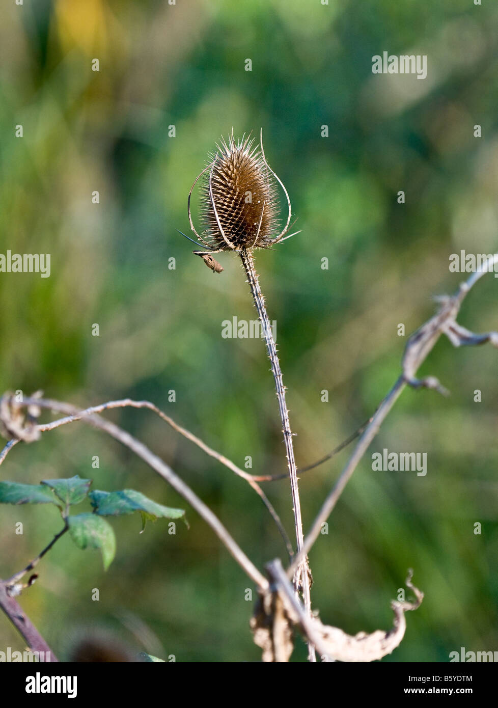 Teasel plant (Dipsacus fullonum Stock Photo - Alamy