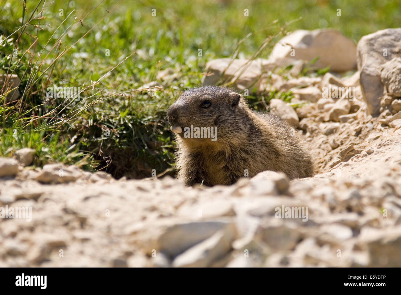 Marmot (Marmota) in front of its den, Sesto Dolomites, Italy Stock ...