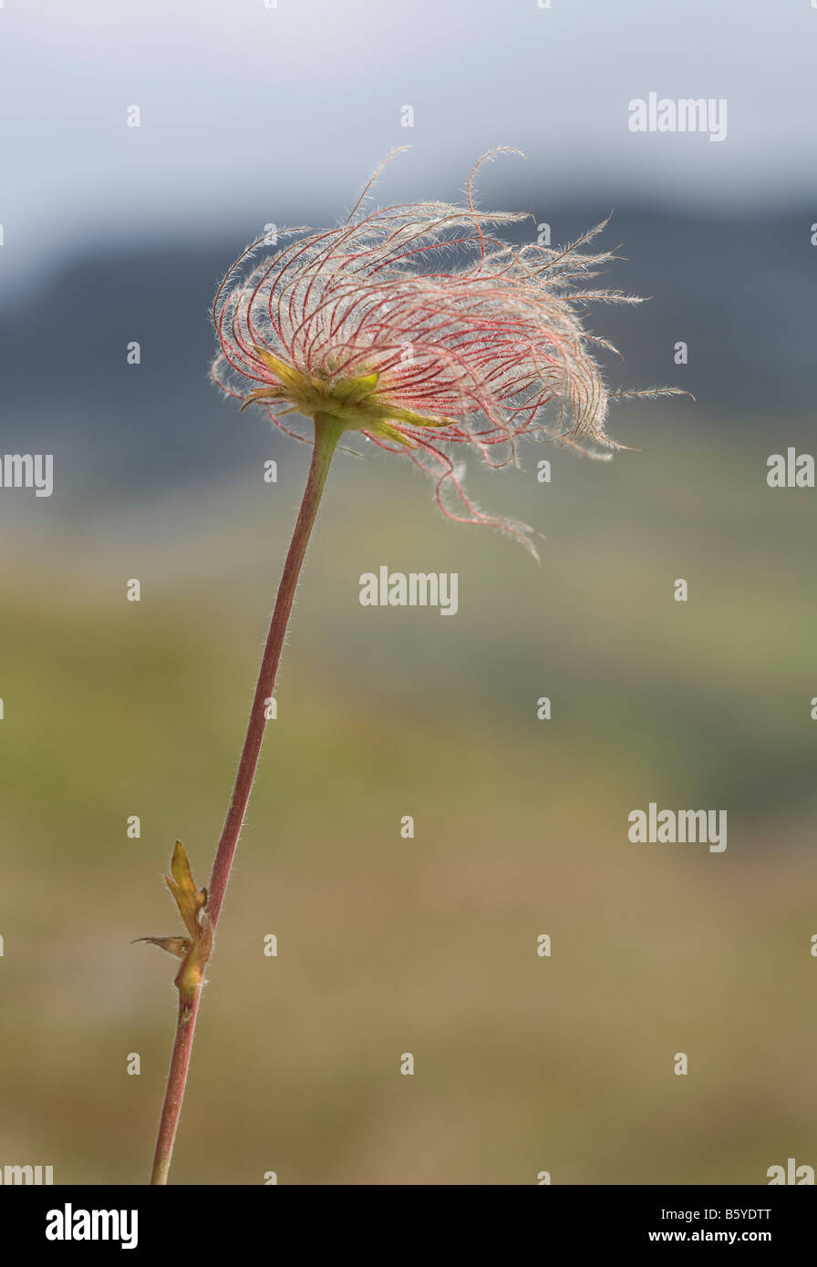 Seed head of a Pasque flower (Pulsatilla vulgaris Stock Photo - Alamy