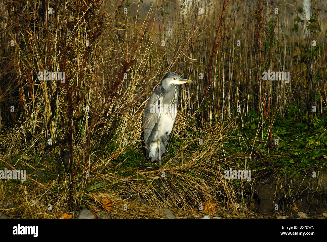 Grey heron scotland hi-res stock photography and images - Alamy