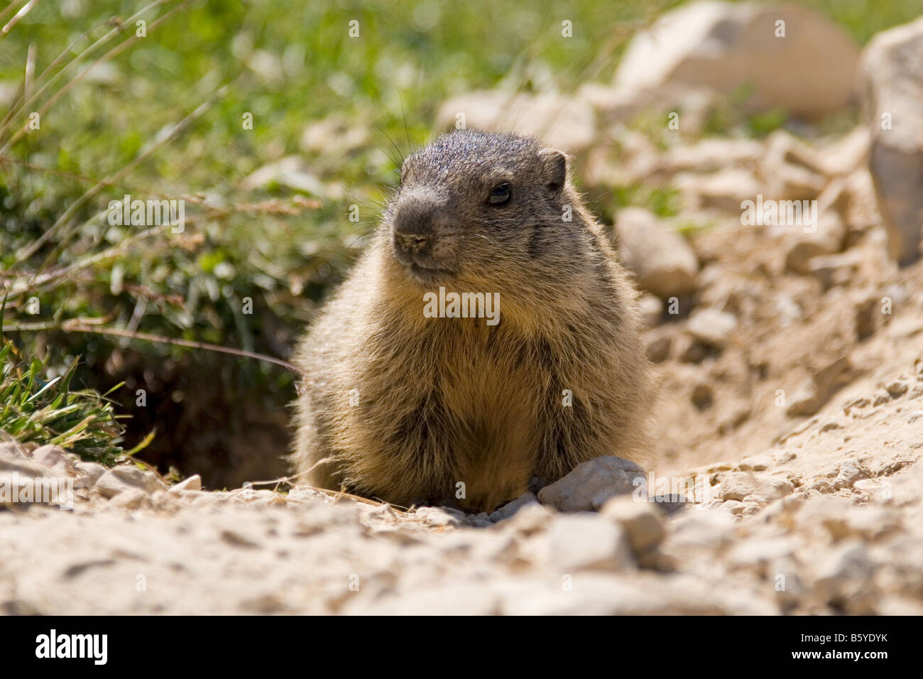 Marmot (Marmota) in front of its den, Sesto Dolomites, Italy Stock ...