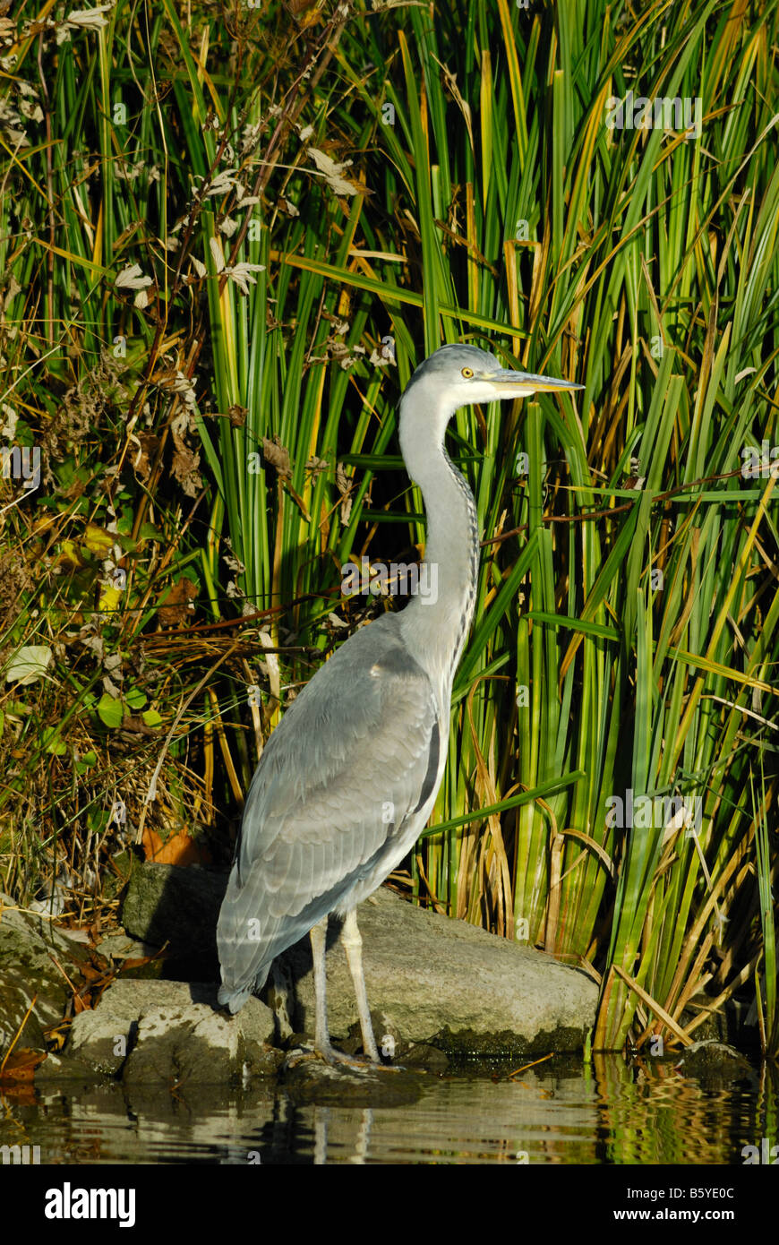Fife birds hi-res stock photography and images - Alamy