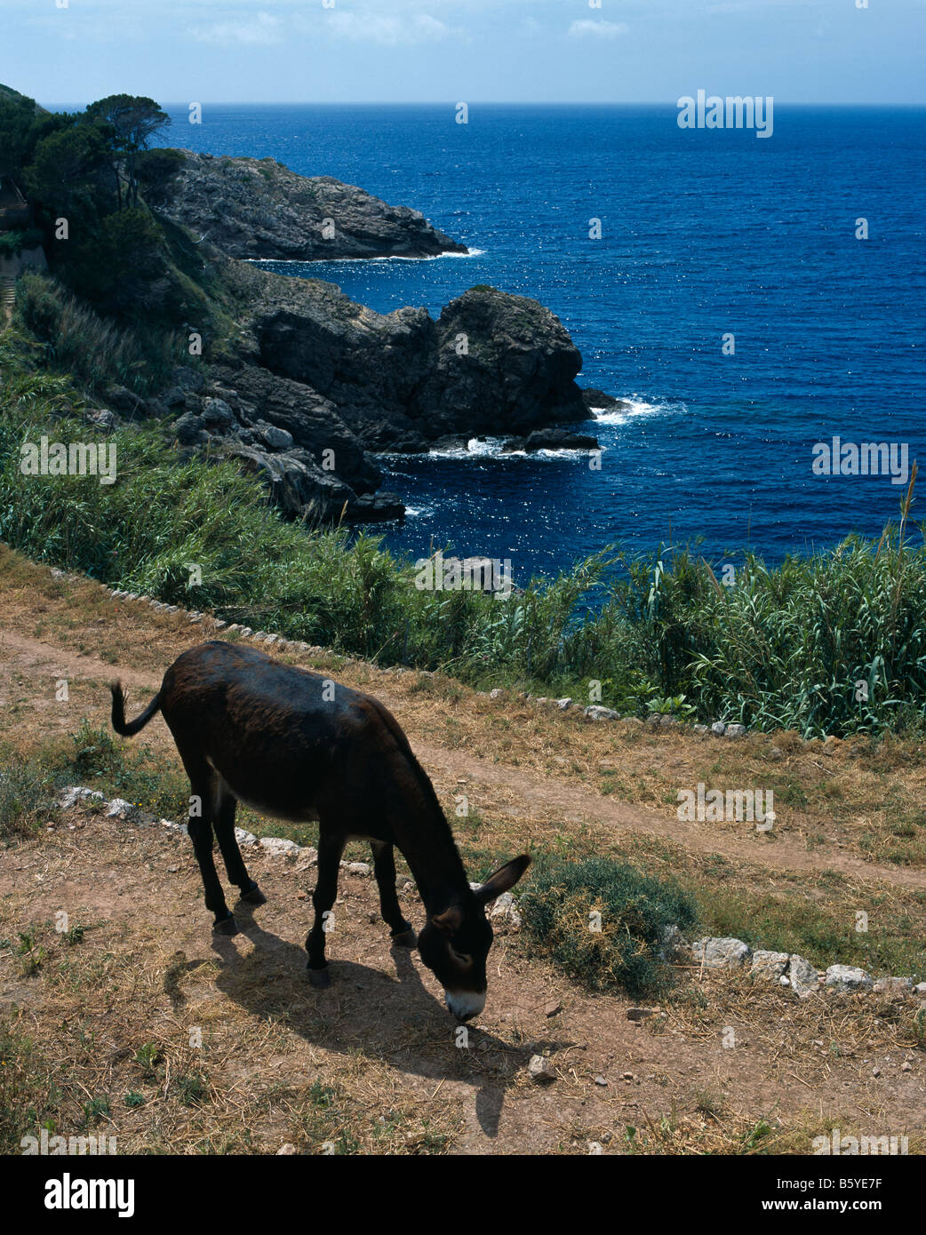 Mallorca donkey hi-res stock photography and images - Alamy