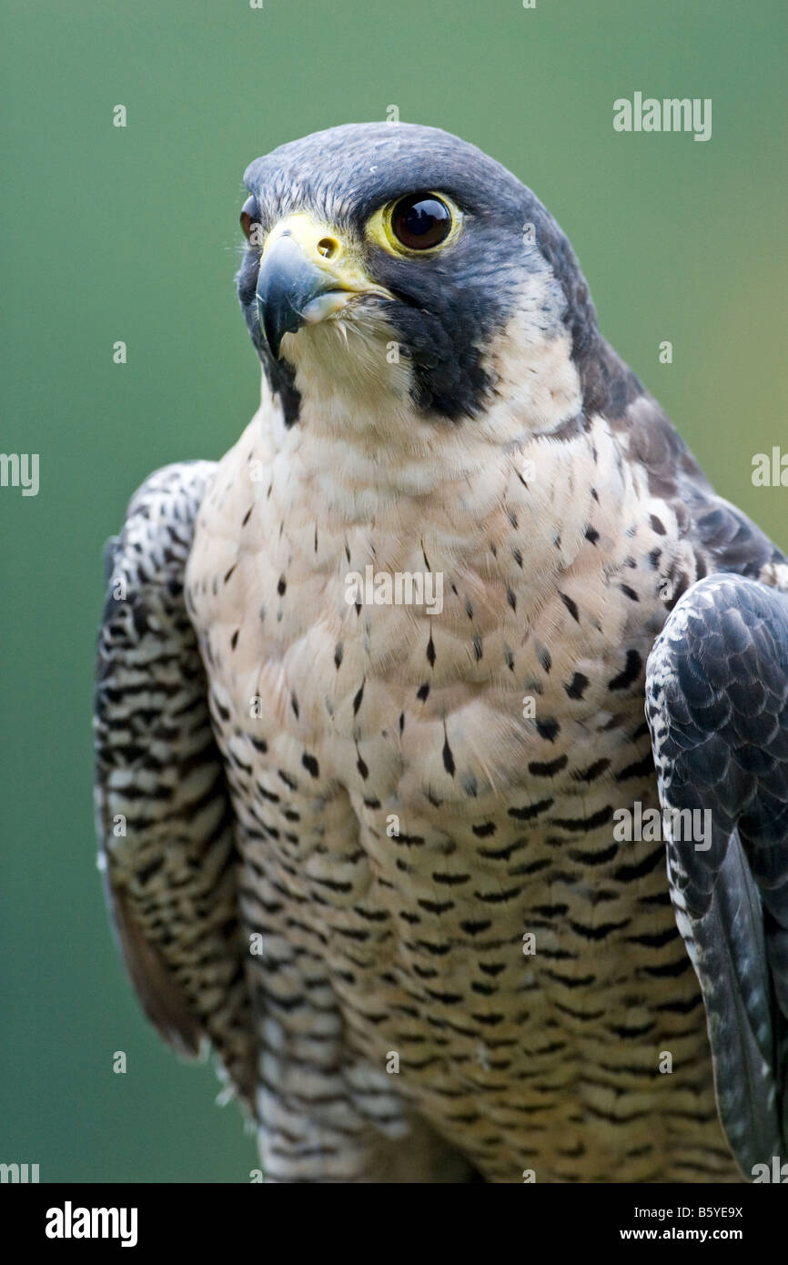 Peregrine falcon sitting on hand hi-res stock photography and images - Alamy