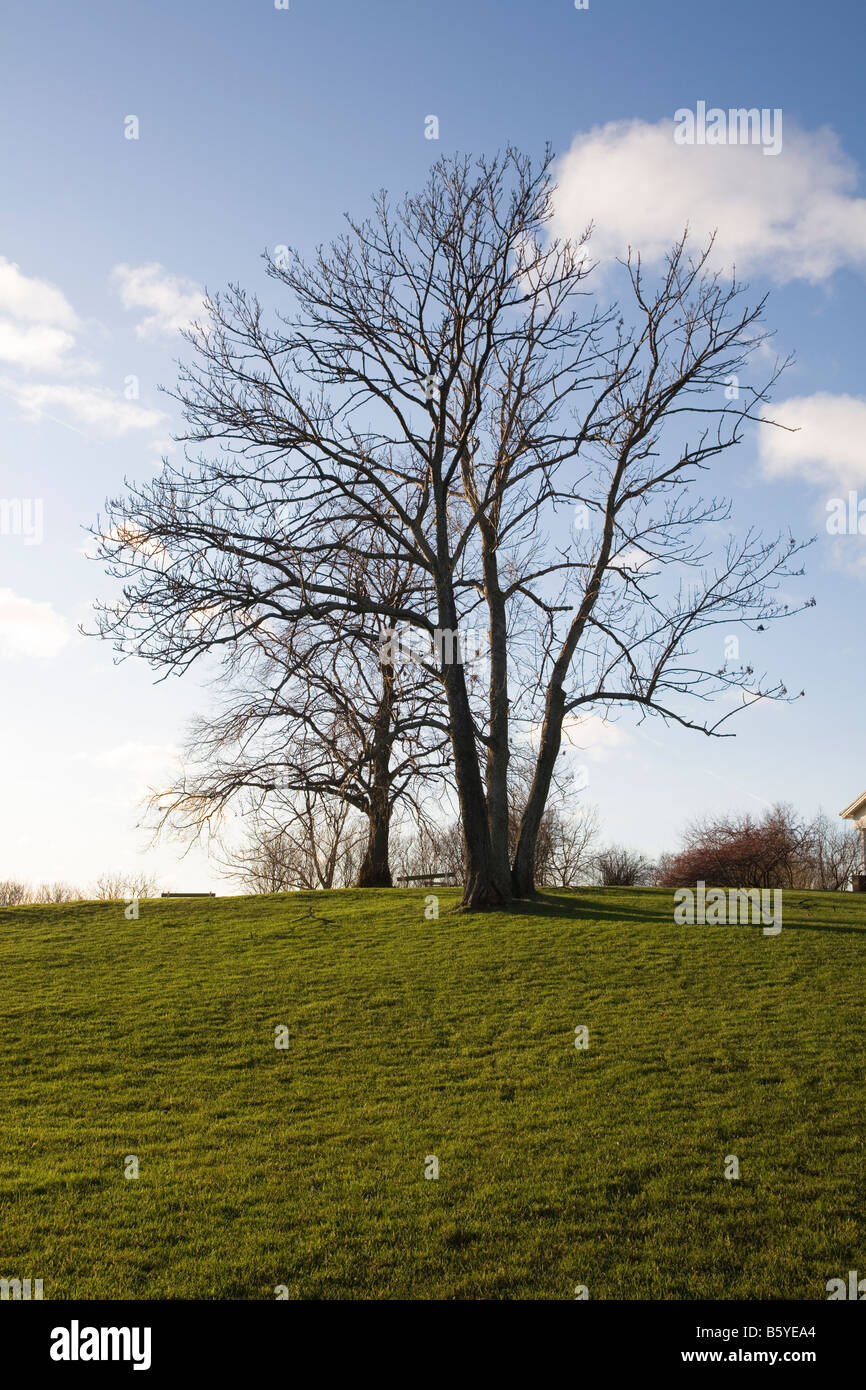 leafless trees in autumn Stock Photo - Alamy