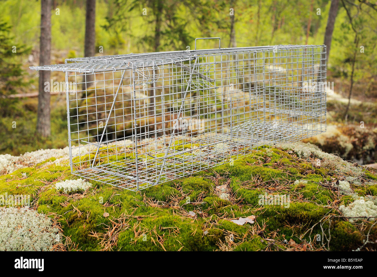 Humane metallic raccoon dog trap in forest setting Stock Photo - Alamy