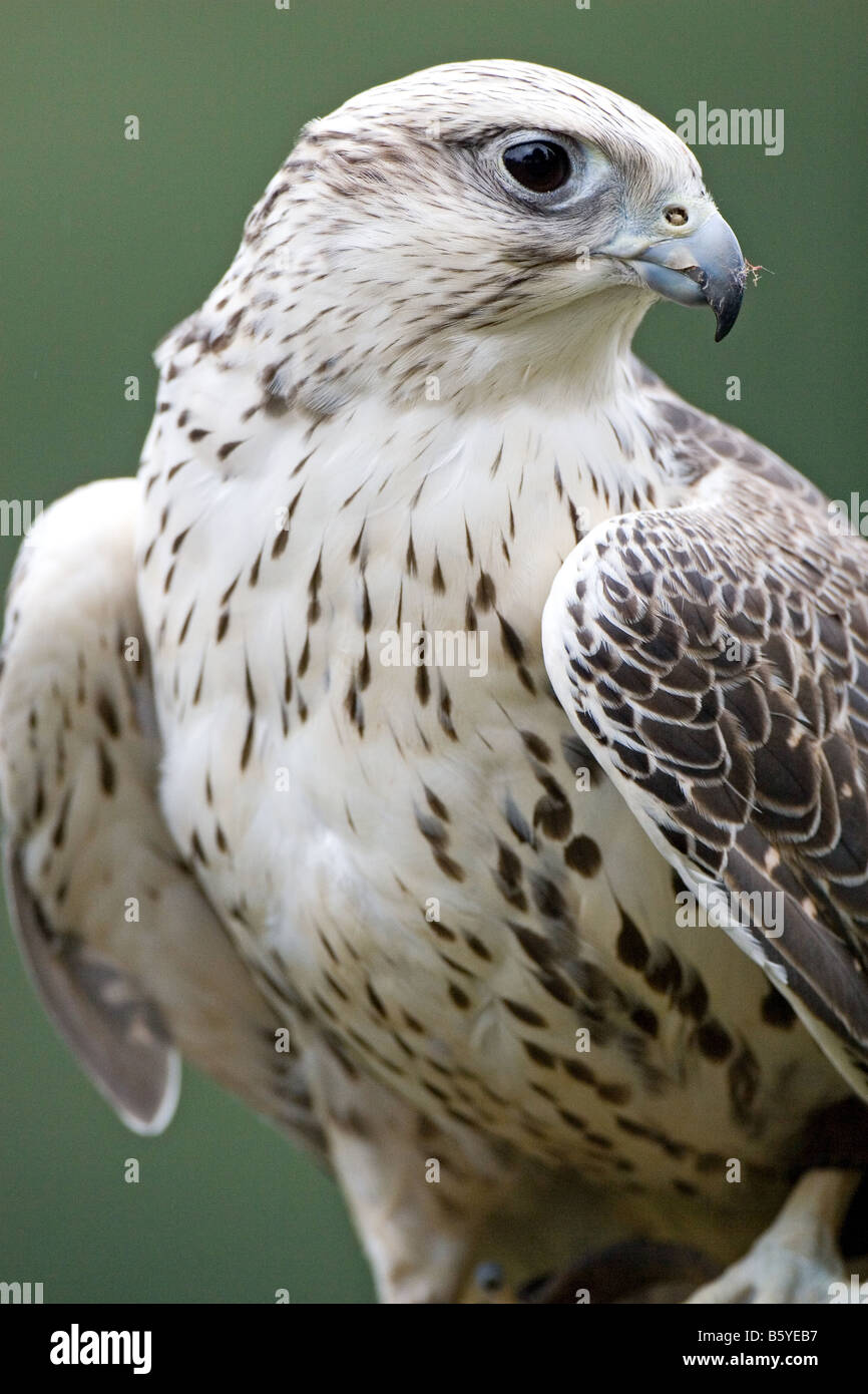Falco rusticolus hi-res stock photography and images - Alamy