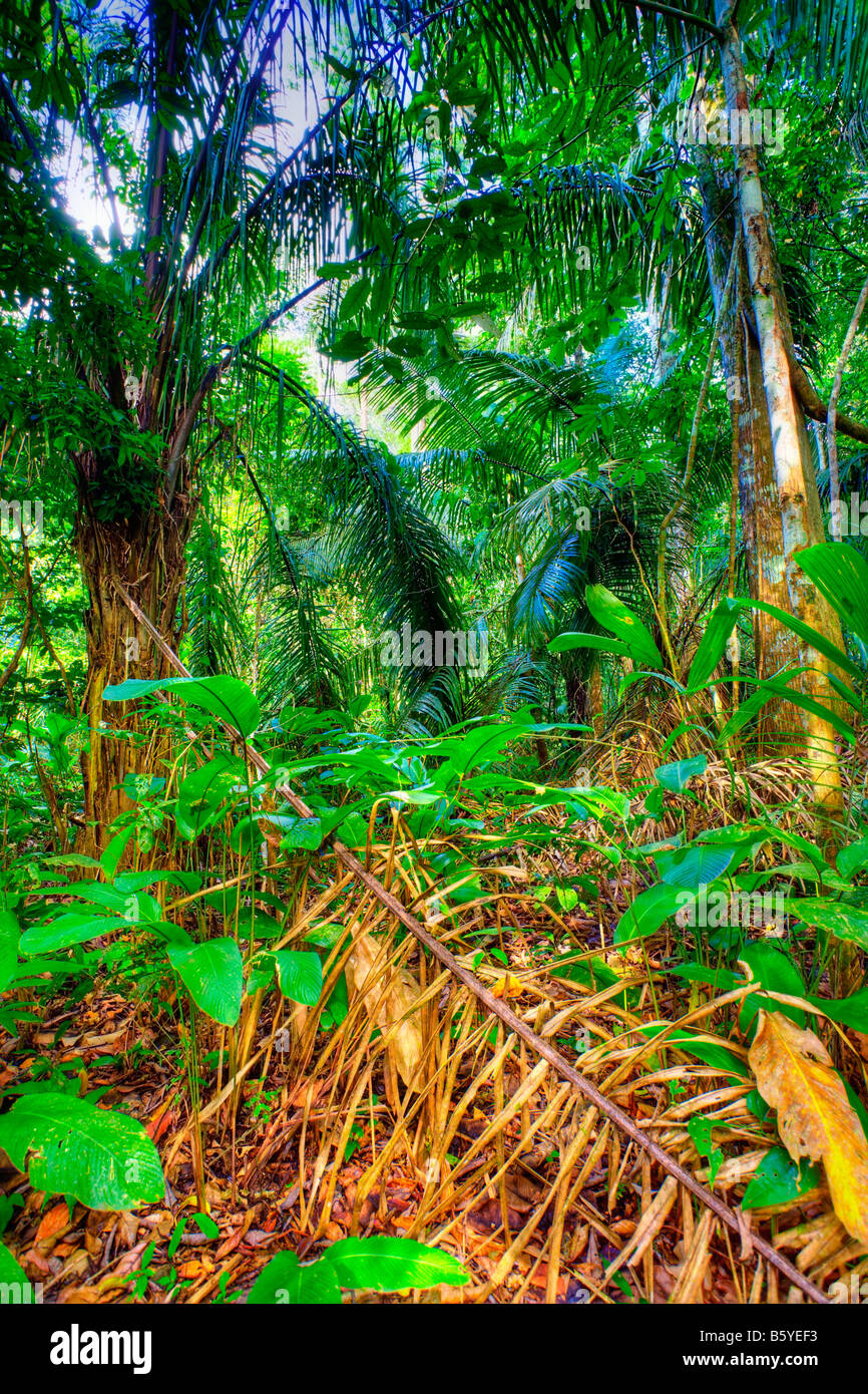 Jungle trees plants peru hi-res stock photography and images - Alamy