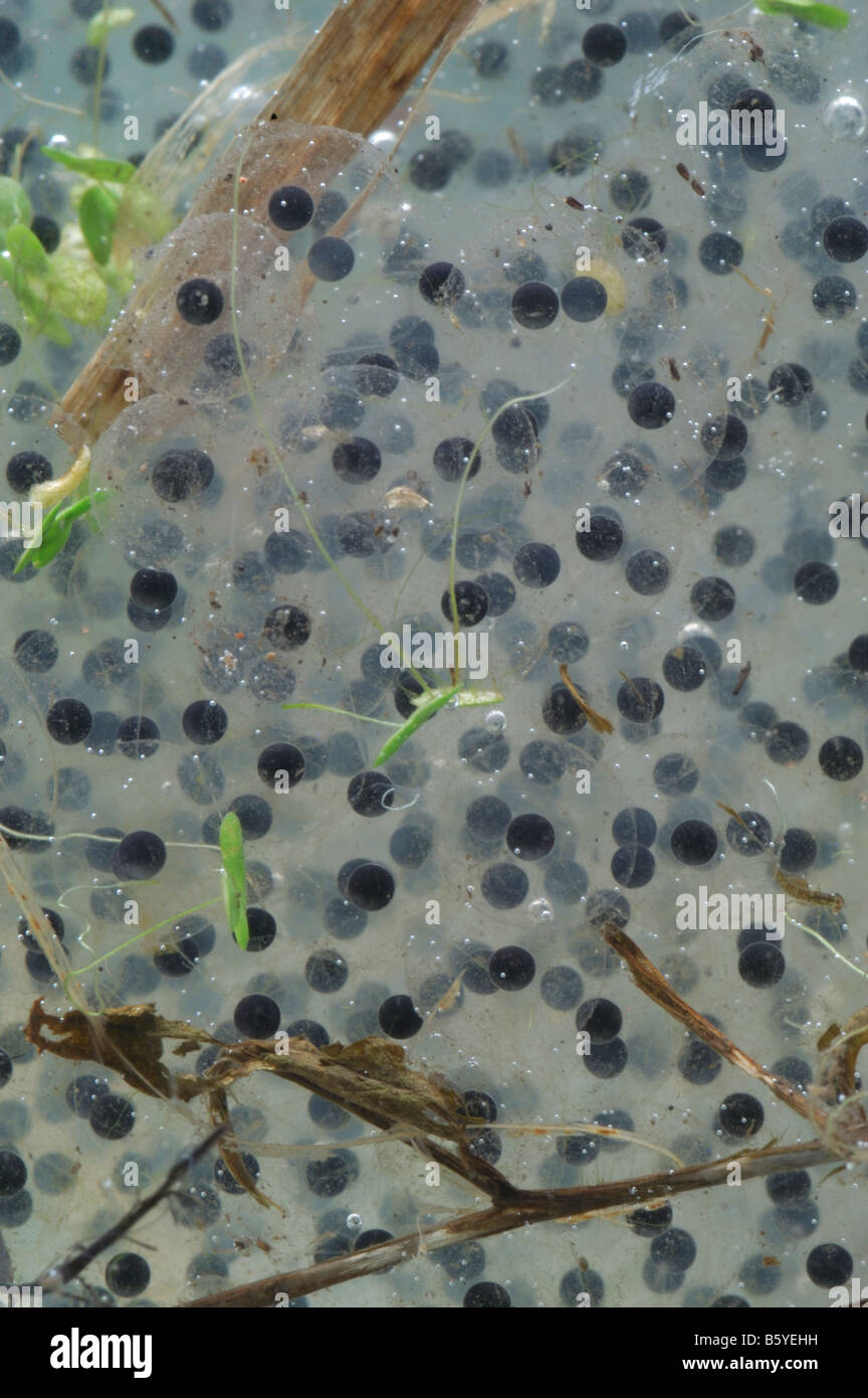 Frog life cycle hi-res stock photography and images - Alamy