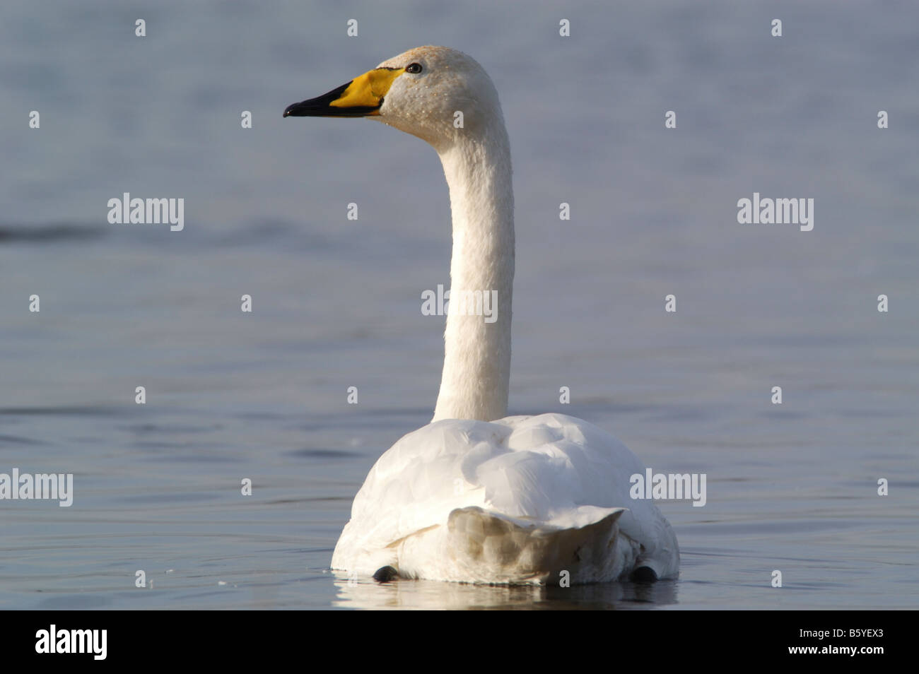 Whooper Swan, Cygnus cygnus, Welney, UK Stock Photo - Alamy