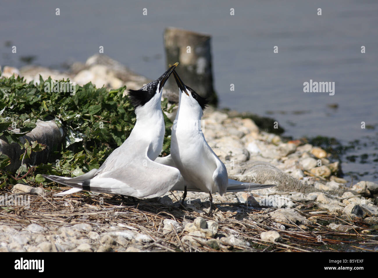 Mating_display hi-res stock photography and images - Alamy